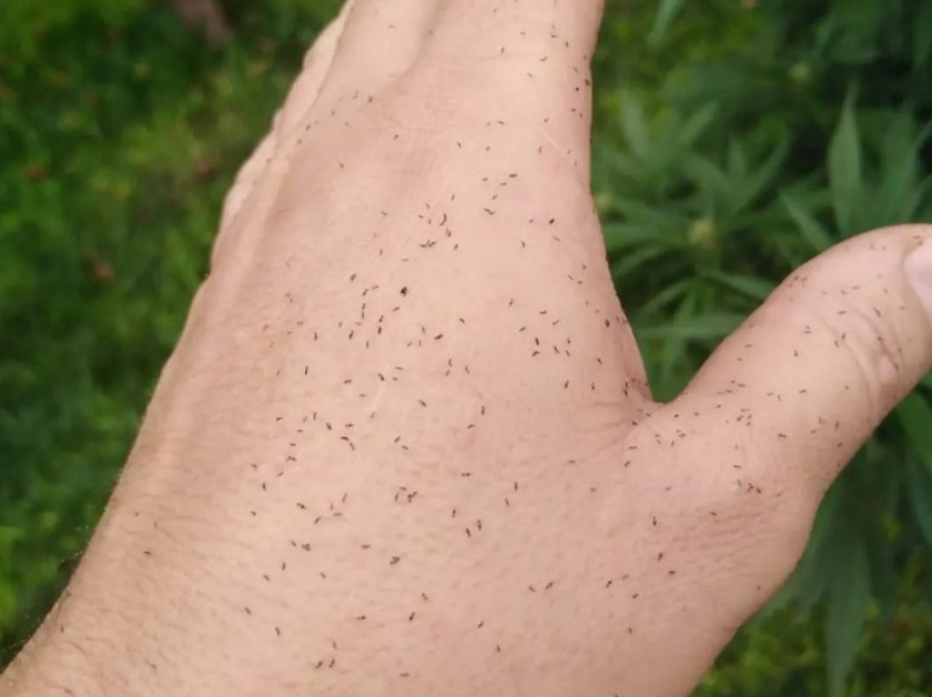 Invasión de insectos: ¿qué son y cómo combatirlos? | El Ciudadano