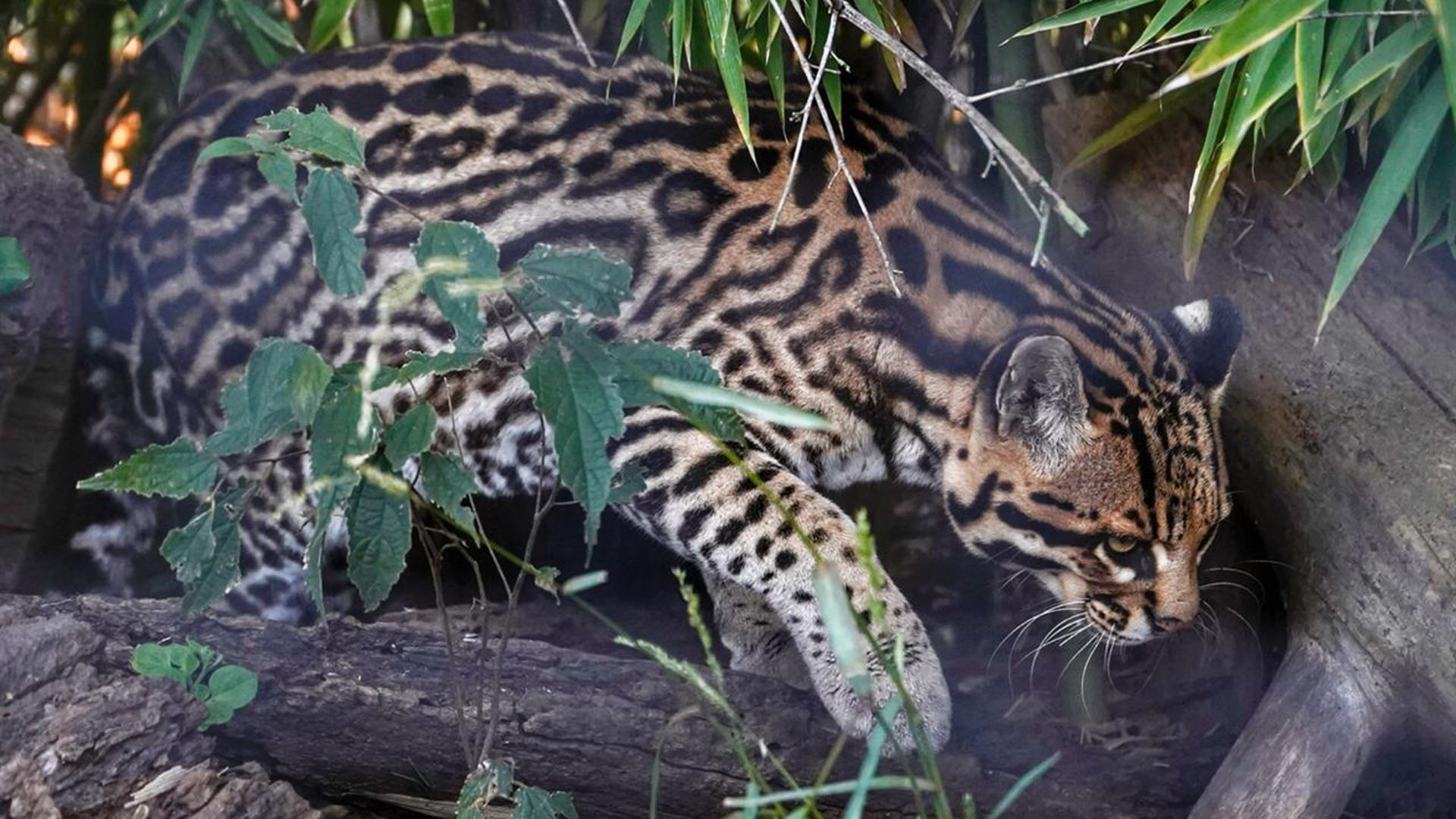 Registran por primera vez un ejemplar de Ocelote o Gato Onza en Santa ...