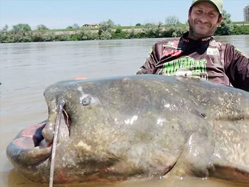 ¿Nueva marca mundial?: capturan a un monstruoso bagre "prehistórico" de ...