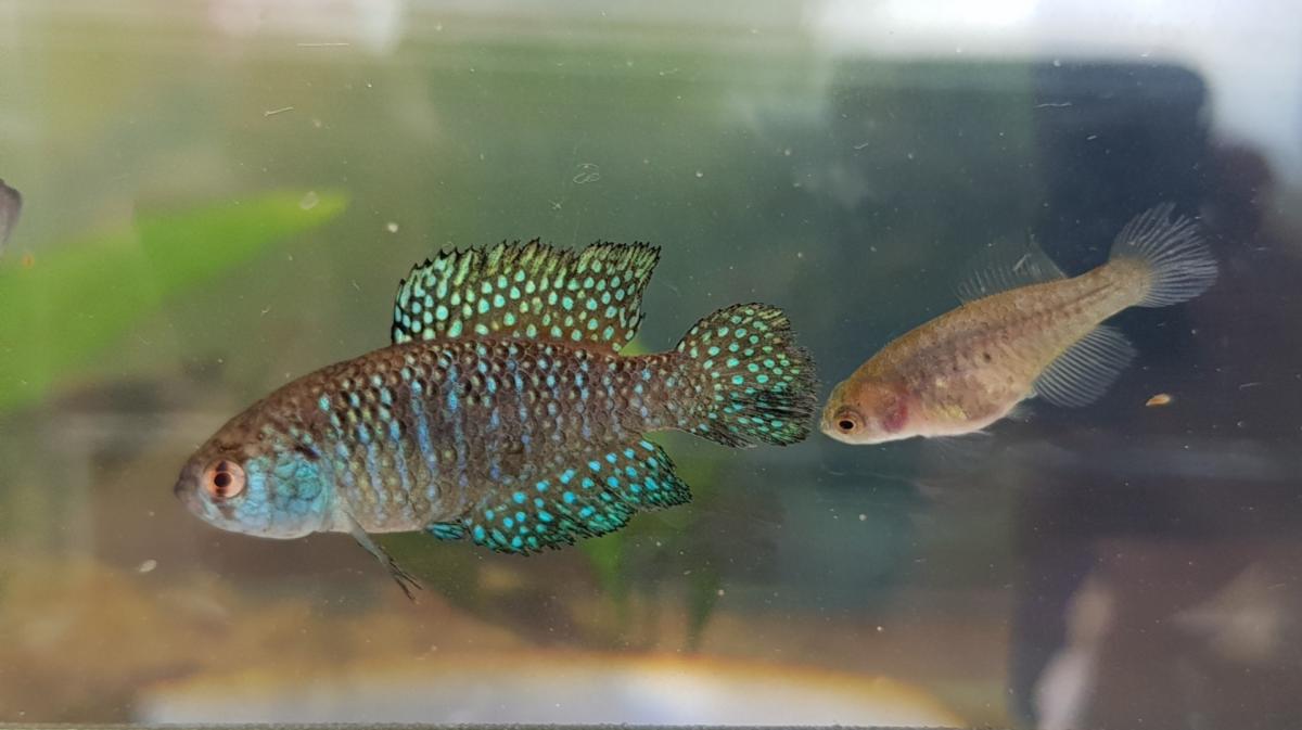 Los "killis de la lluvia", el novedoso hallazgo de investigadores en la Reserva Natural de ...