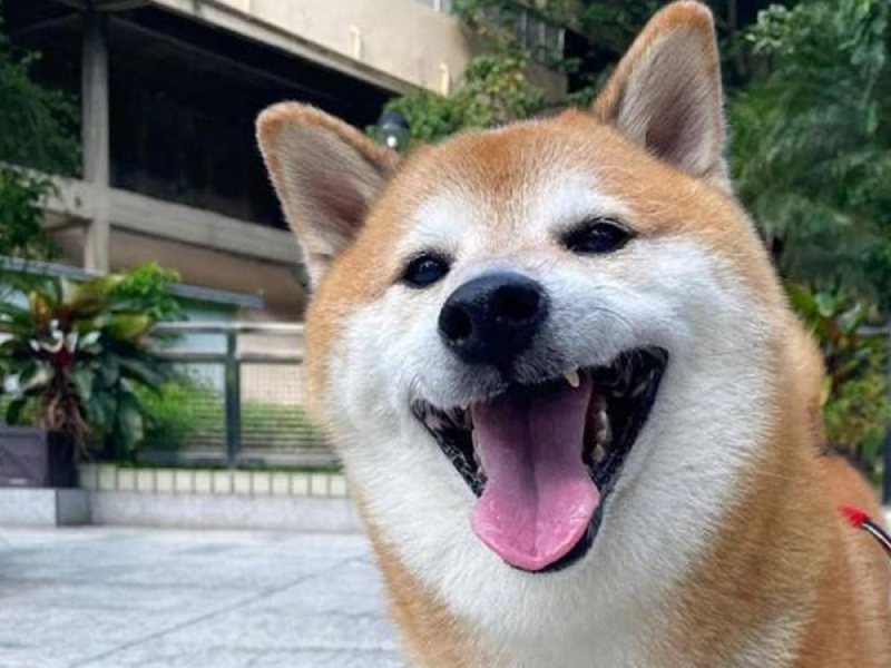 ¡Hasta siempre! Murió Balltze, el perrito que conquistó las redes ...