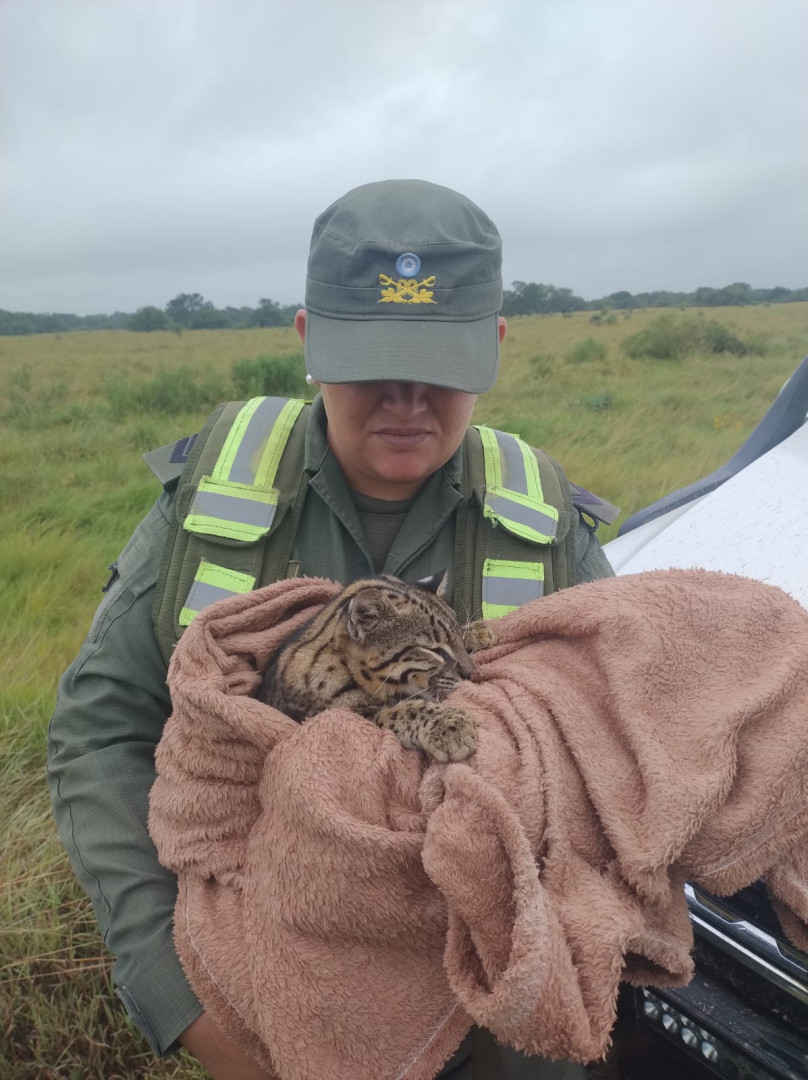 Formosa: rescatan lastimado a un gato onza, una especie en peligro de ...