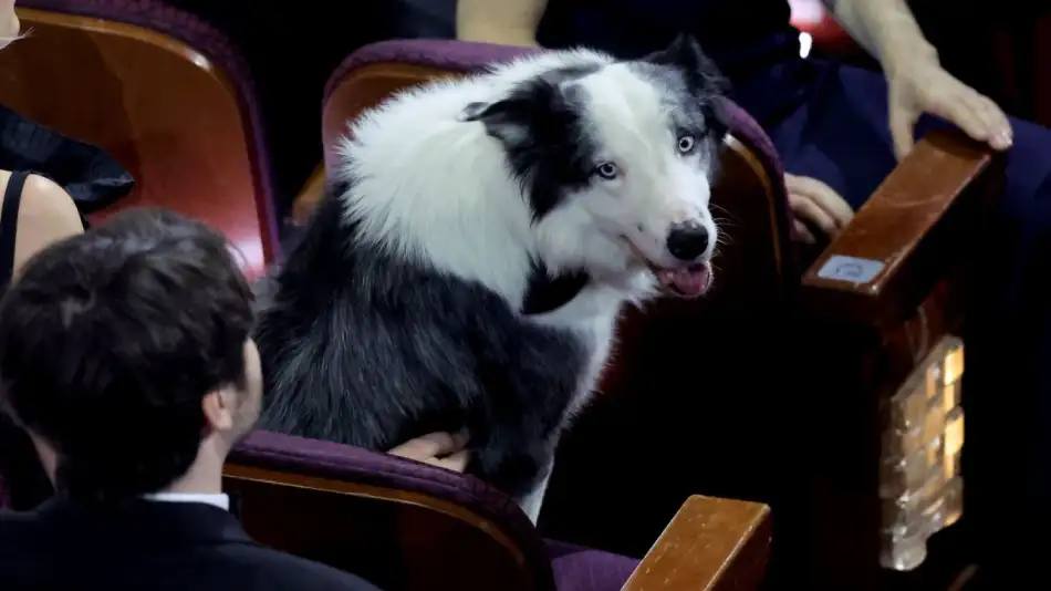 Messi, el perro más famoso de Hollywood, asistió a los premios y se ...