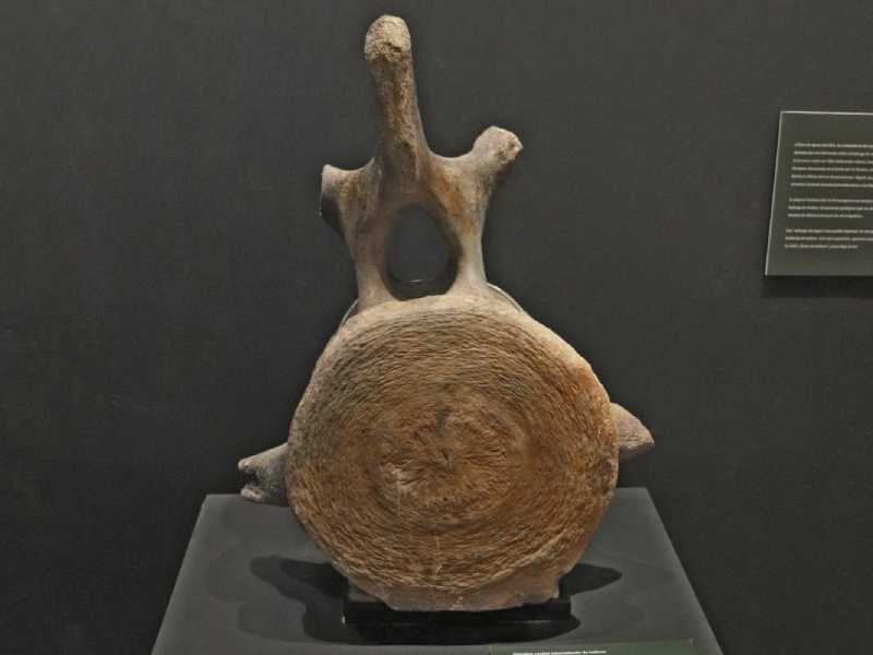 Villa Gobernador Gálvez: los restos fósiles de la ballena serán ...