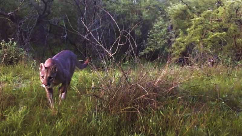 Hay presencia: fotografiaron por primera vez un puma en el Parque ...